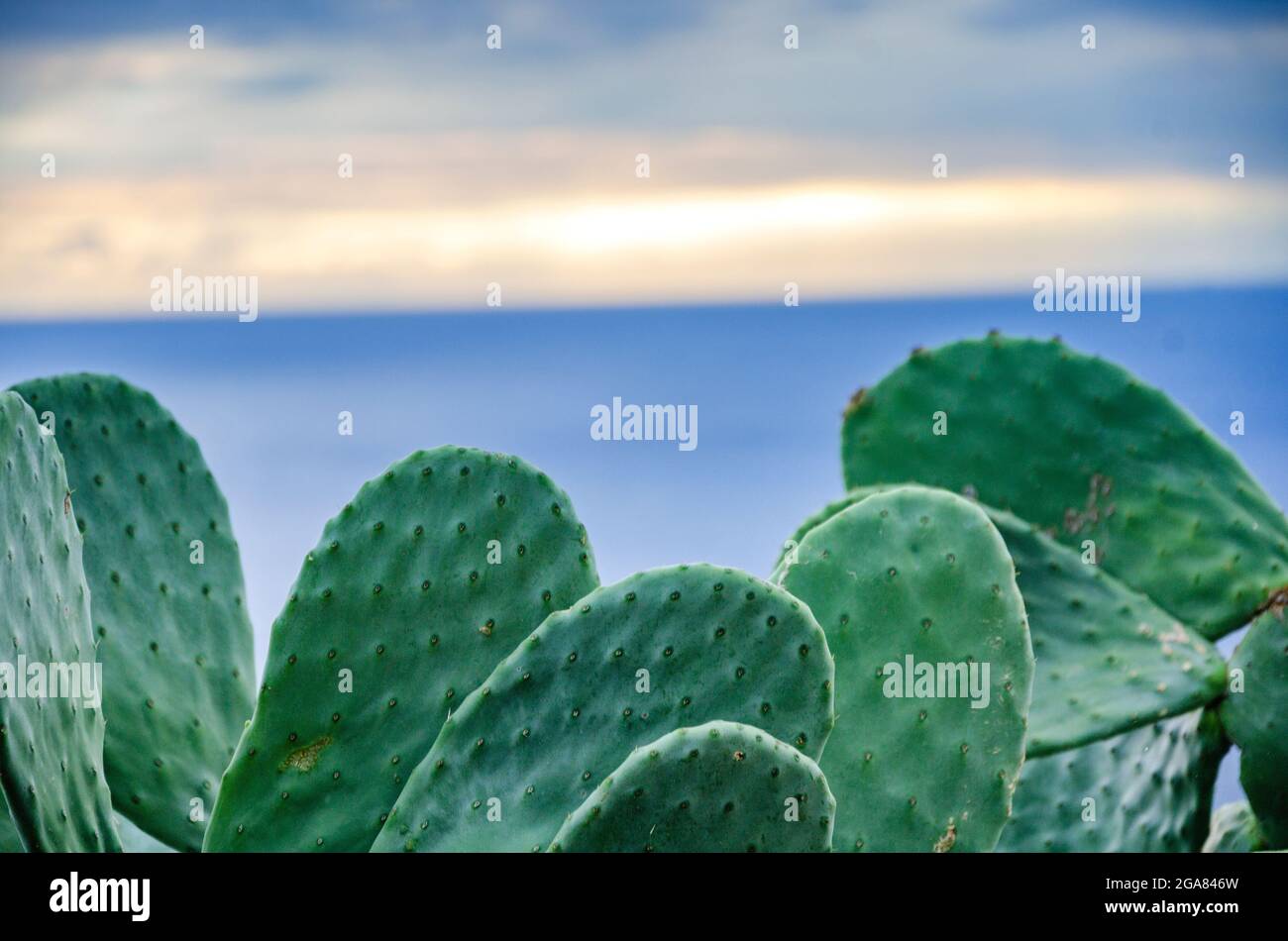 Prickly pear cactus with fruits called also Opuntia, ficus-indica ...
