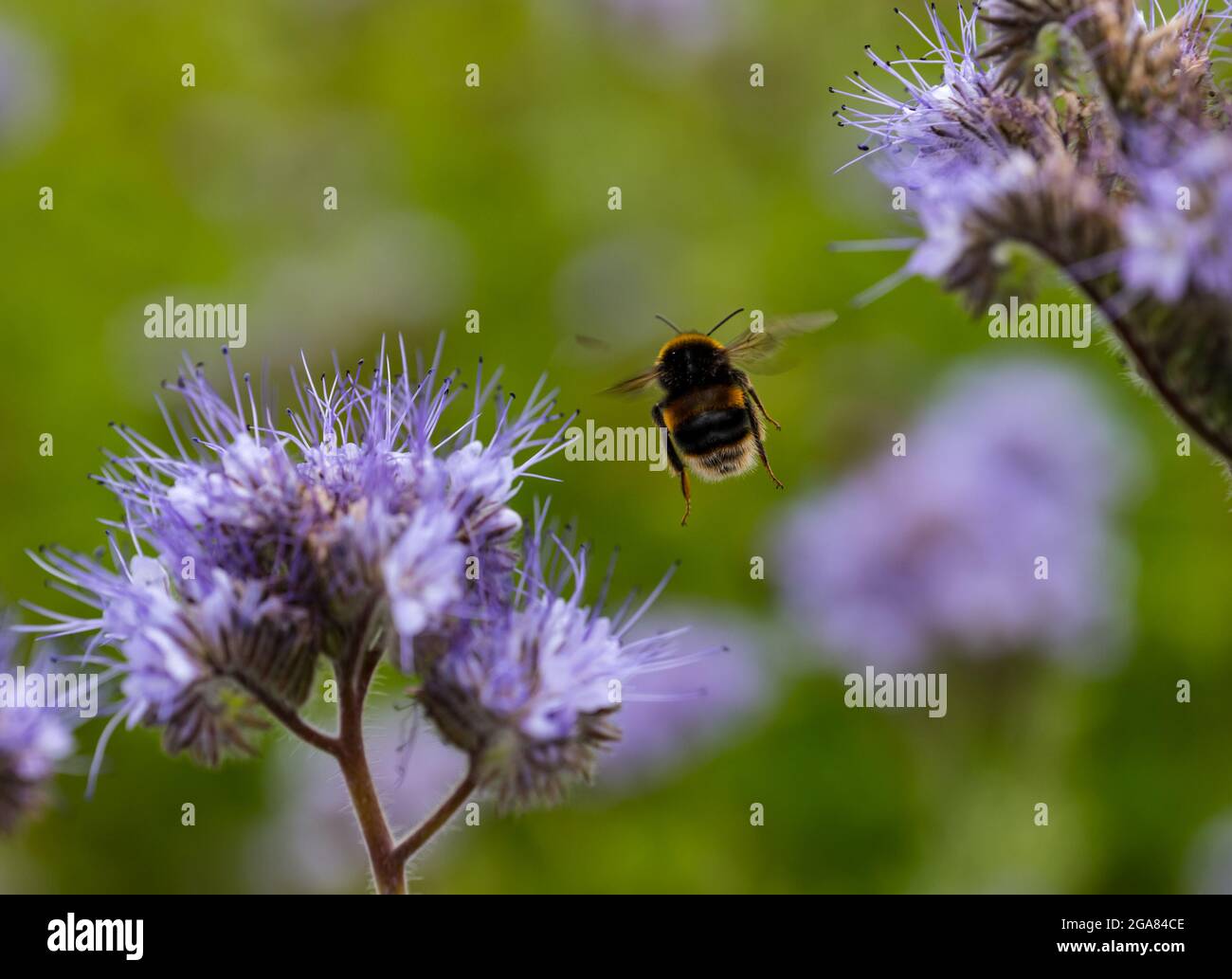 Phacelia tanacetifolia bumble bee hi-res stock photography and images ...