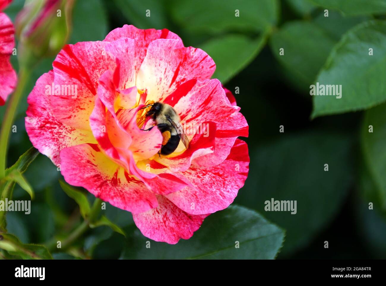 Close-up of a bee pollinating a beautiful bi-color pink rose flower ...