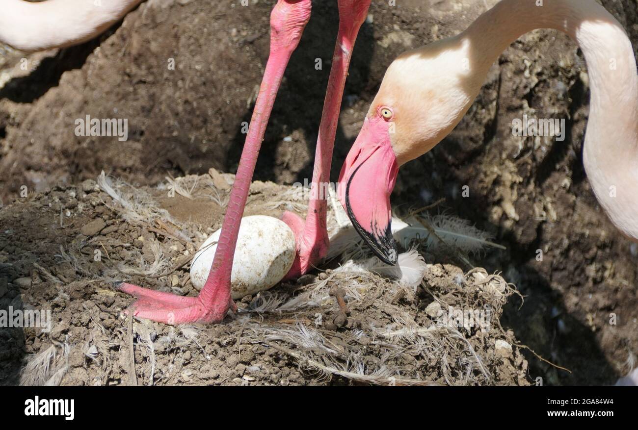 Close up of a female Flamingo guarding its egg Stock Photo - Alamy