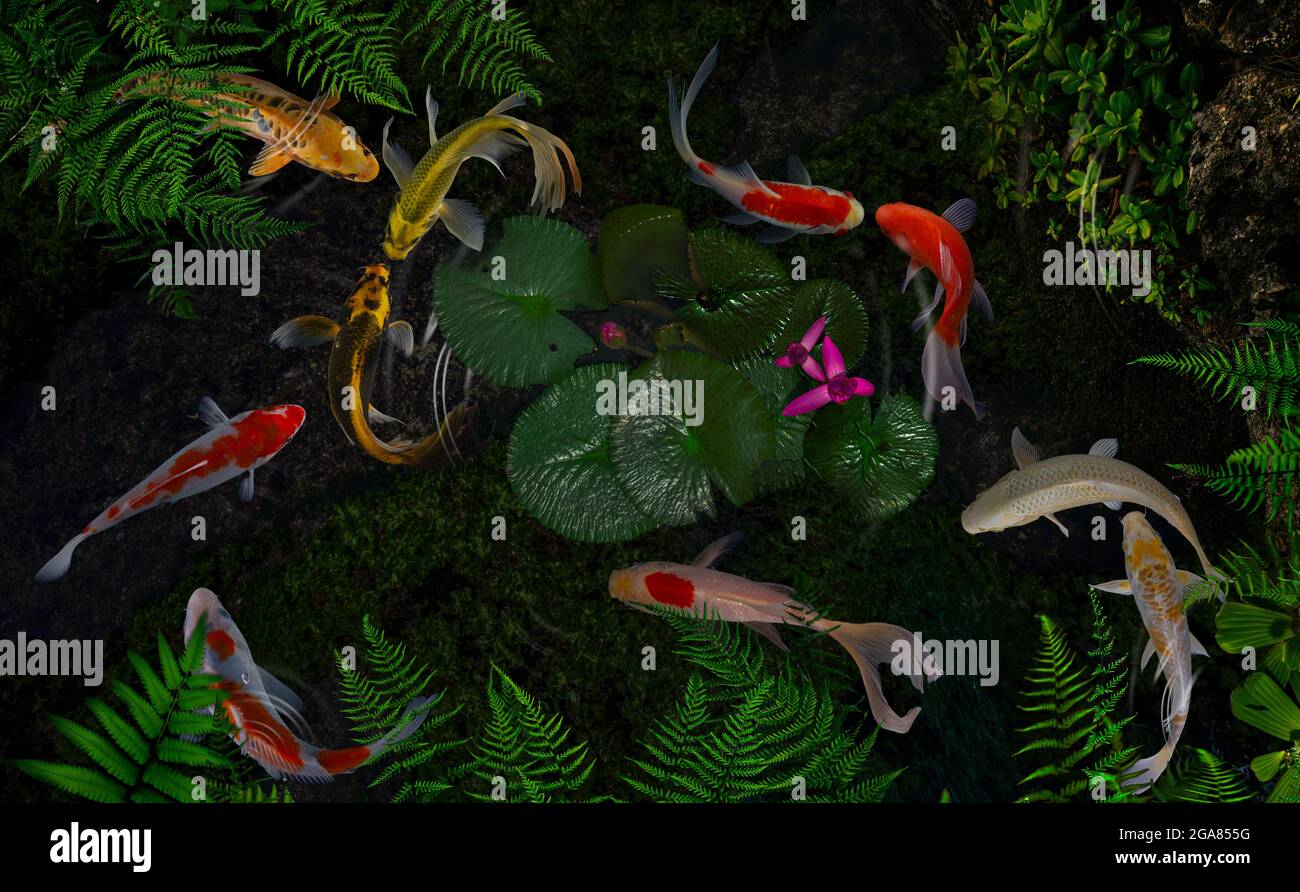 Koi fish in the lotus flower garden Stock Photo - Alamy