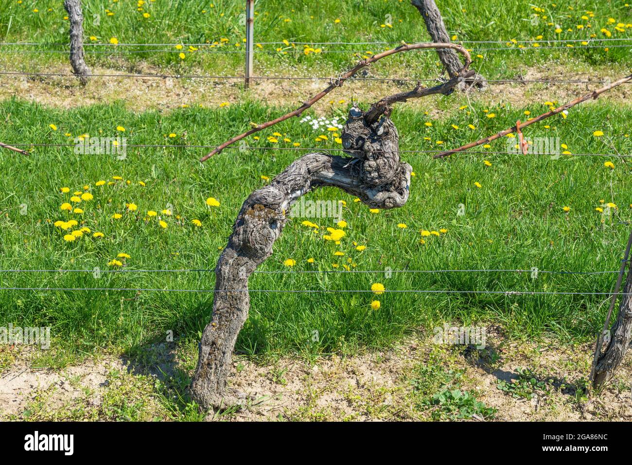 Deformed tree and wires in the garden Stock Photo - Alamy
