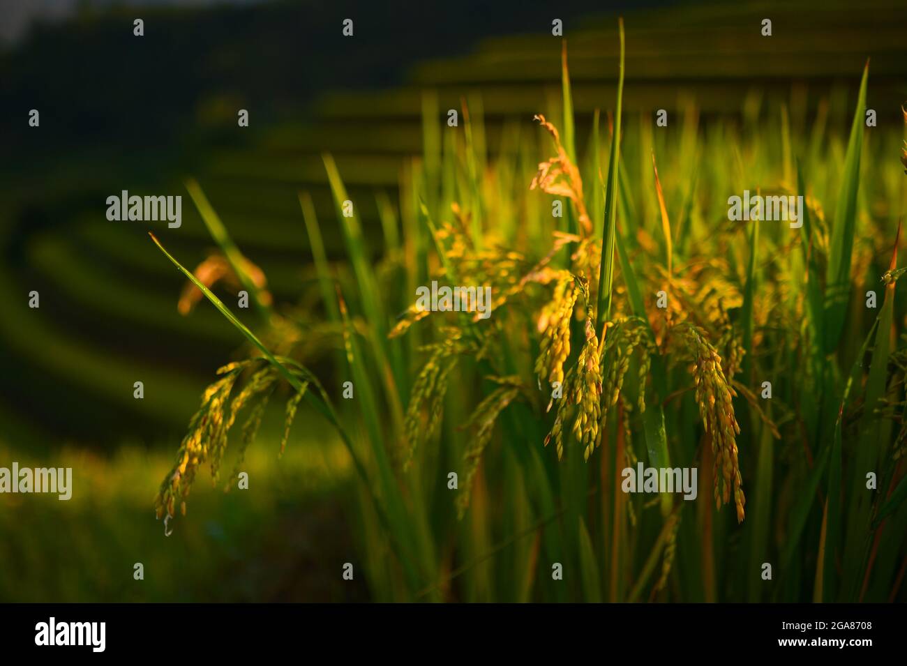 the mysterious principle, the presence of which confers prosperity, and ...