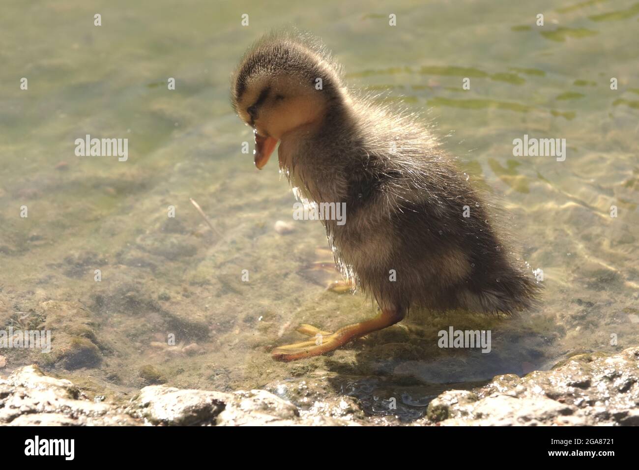 Closeup of a small furry baby duck swimming in the water Stock Photo ...
