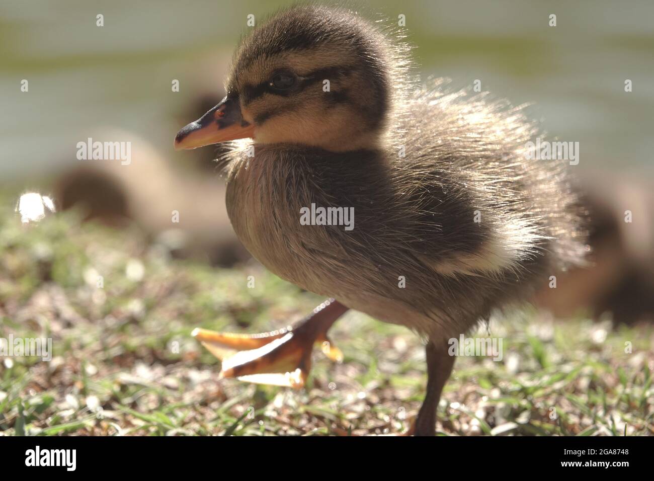 Walking baby duck hi-res stock photography and images - Alamy