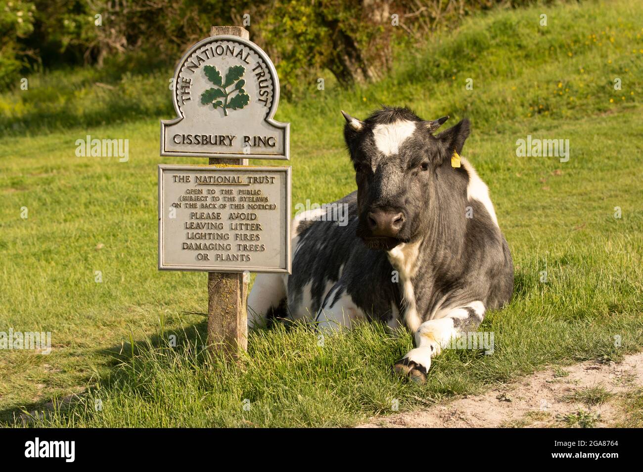 Comical image of a cow next to a National Trust sign for the hill fort ...