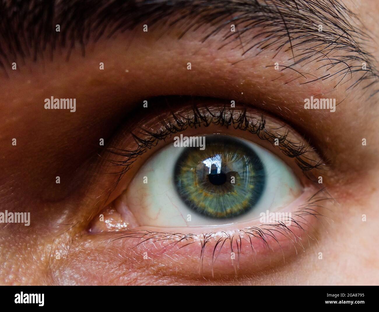Closeup shot of a male left eye of green color and the eyebrow Stock ...