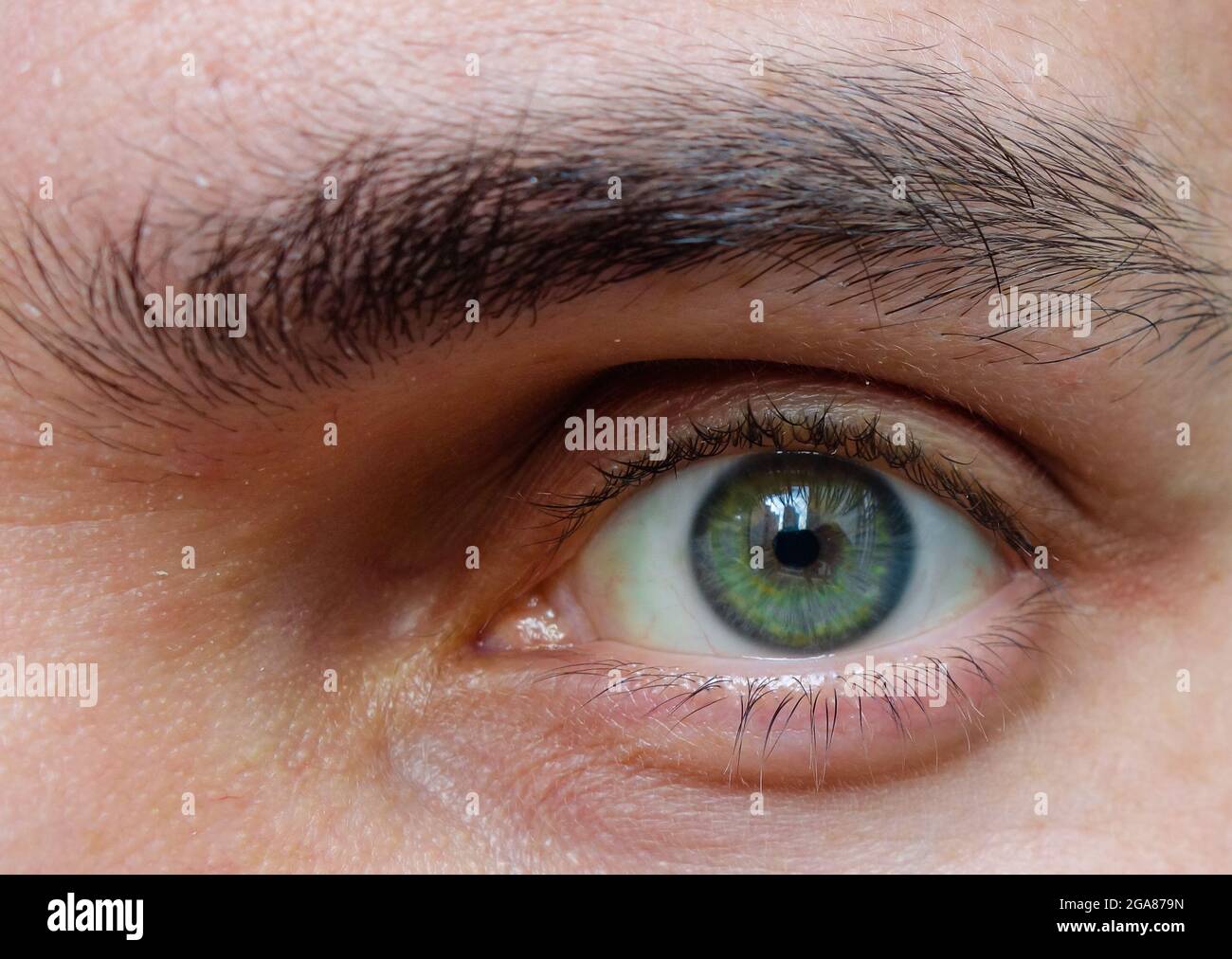 Closeup shot of a male left eye of green color and the eyebrow Stock ...