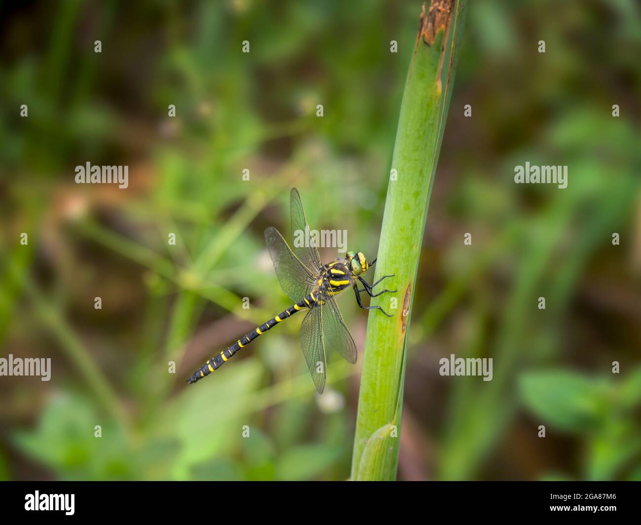 Golden-ringed dragonfly, Cordulegaster boltonii, Devon, UK Stock Photo ...