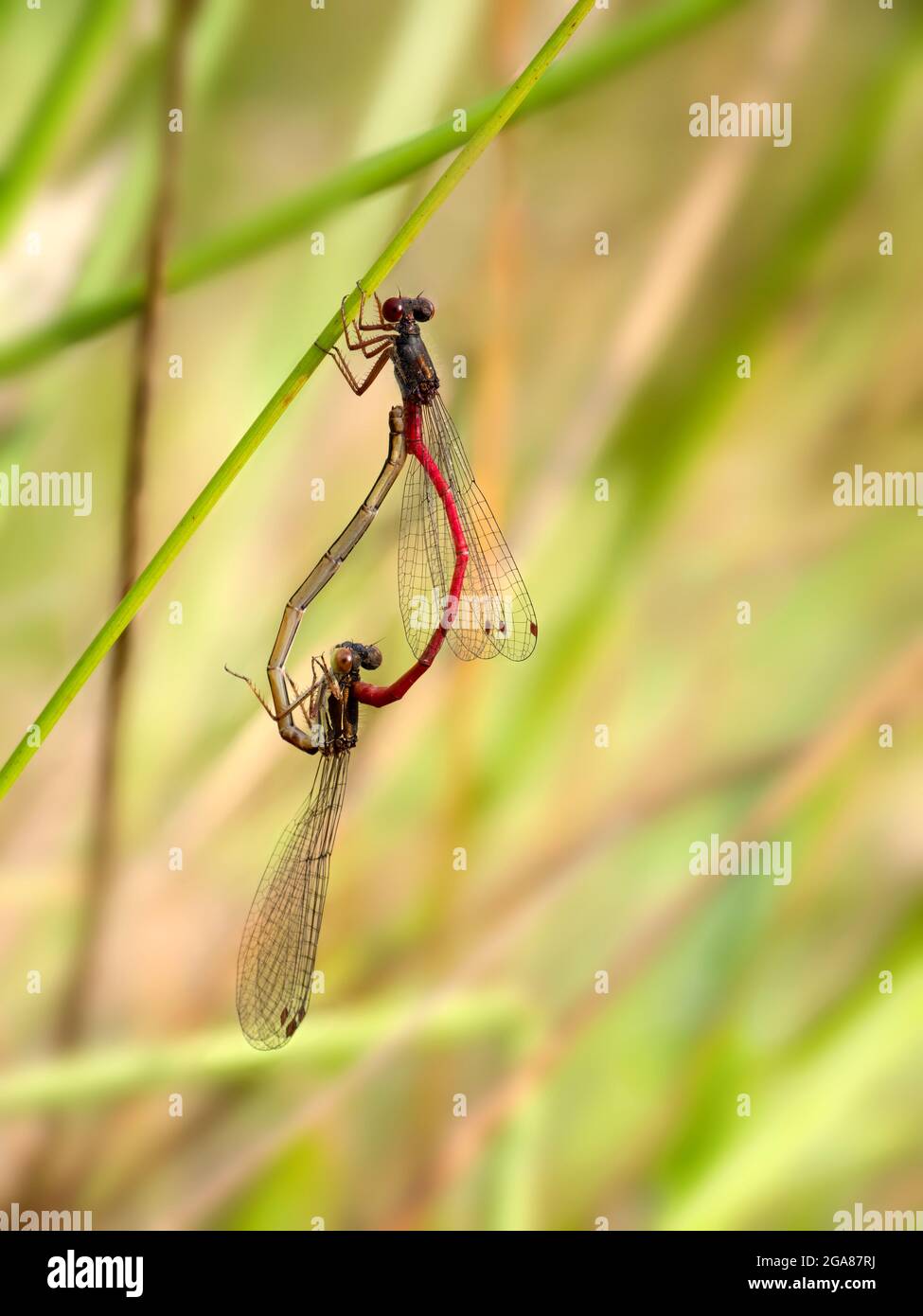 Damselflies mating hi-res stock photography and images - Alamy