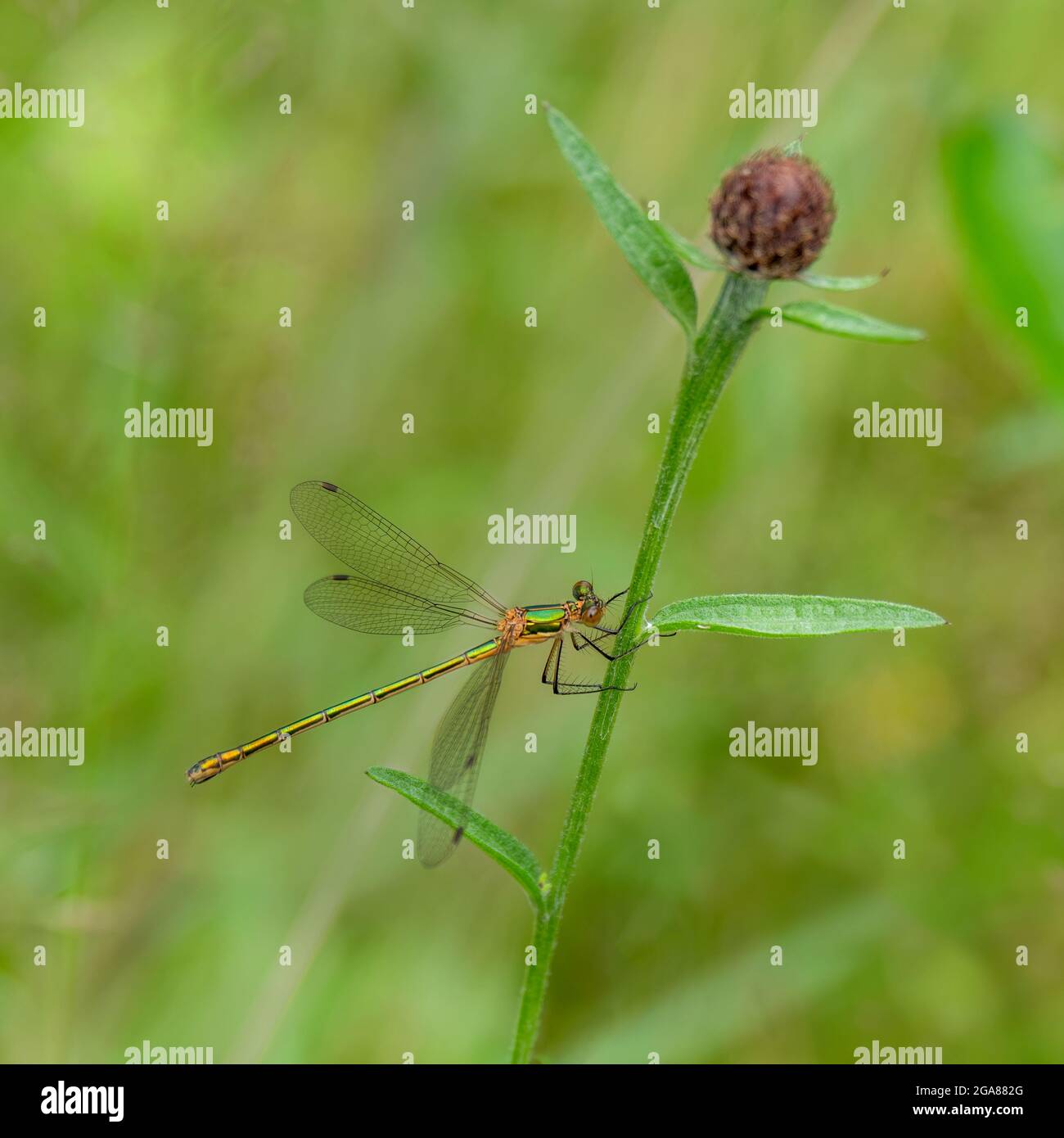 Emerald damselfly aka Lestes sponsa Stock Photo - Alamy