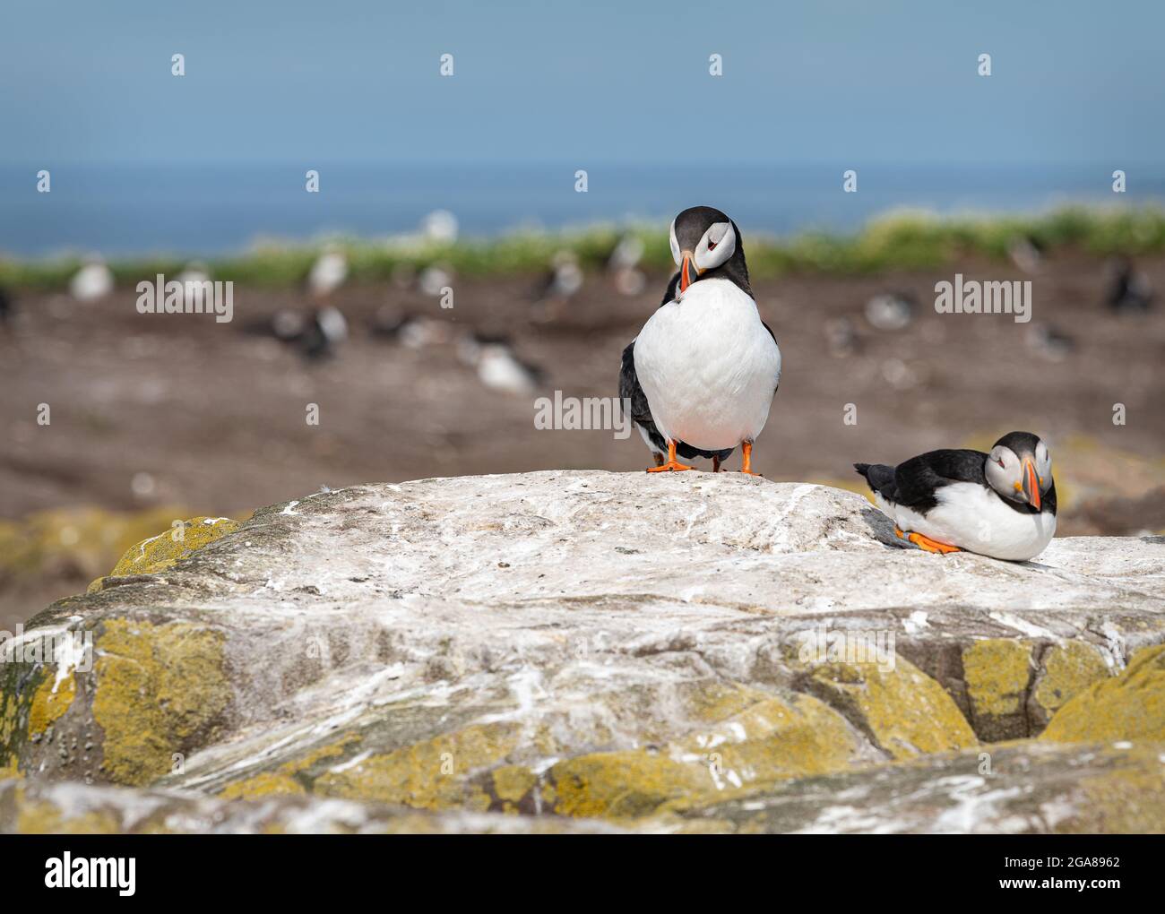 Puffin on the ground on Inner Farne Island in the Farne Islands ...