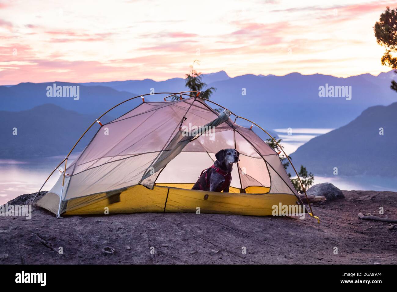 Adventurous little hiking dog on top of a mountain Stock Photo - Alamy