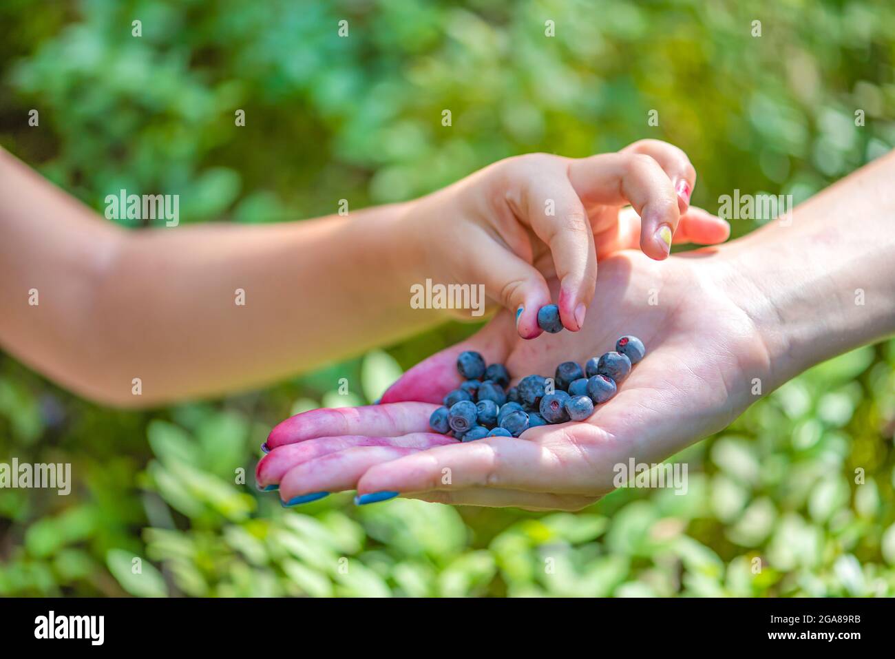The child takes blueberries with his hand in the forest. Close-up of ...