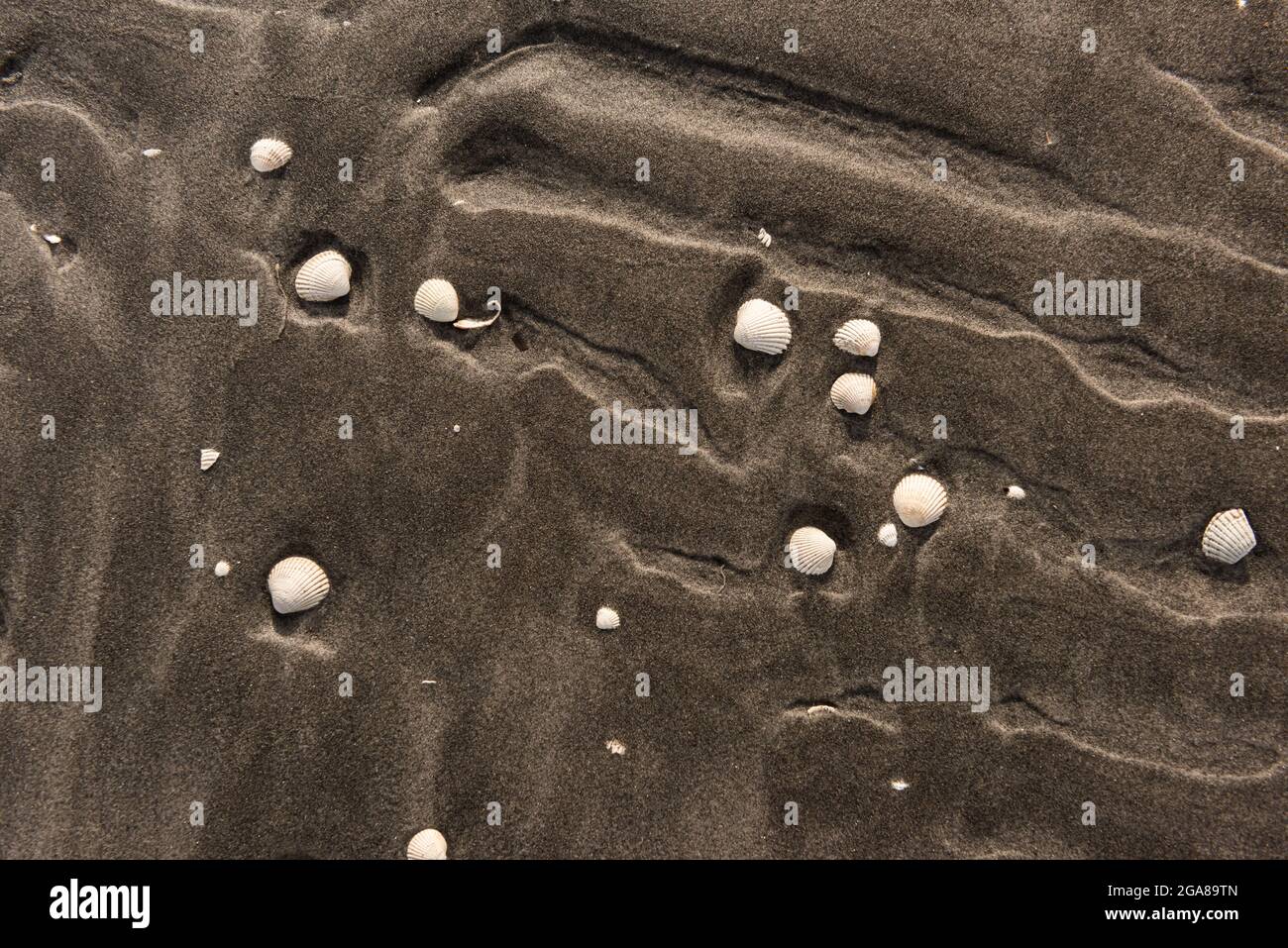Small white shells in dark sand on a beach Stock Photo - Alamy