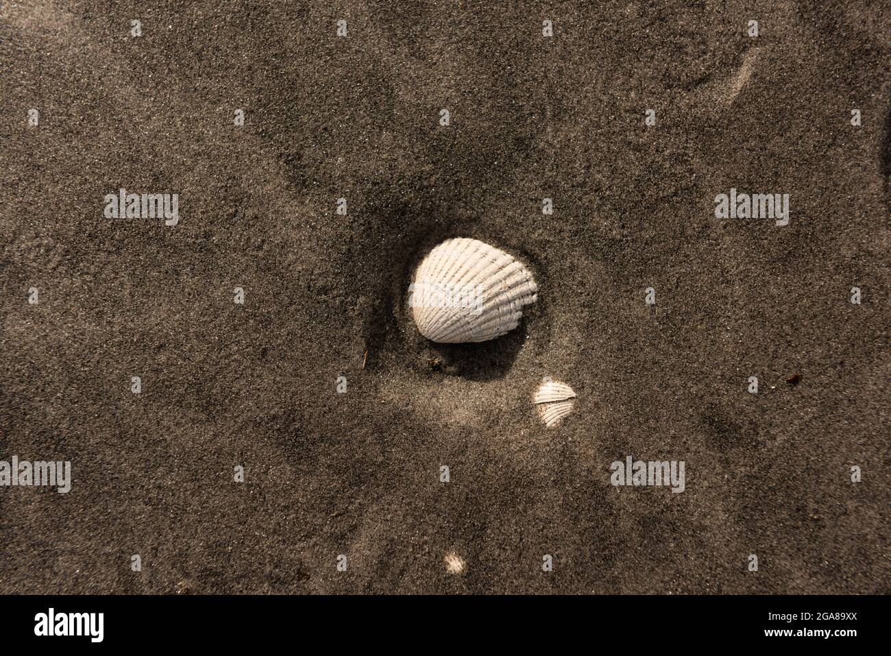 Small white shell half buried in wet sand on a beach Stock Photo - Alamy