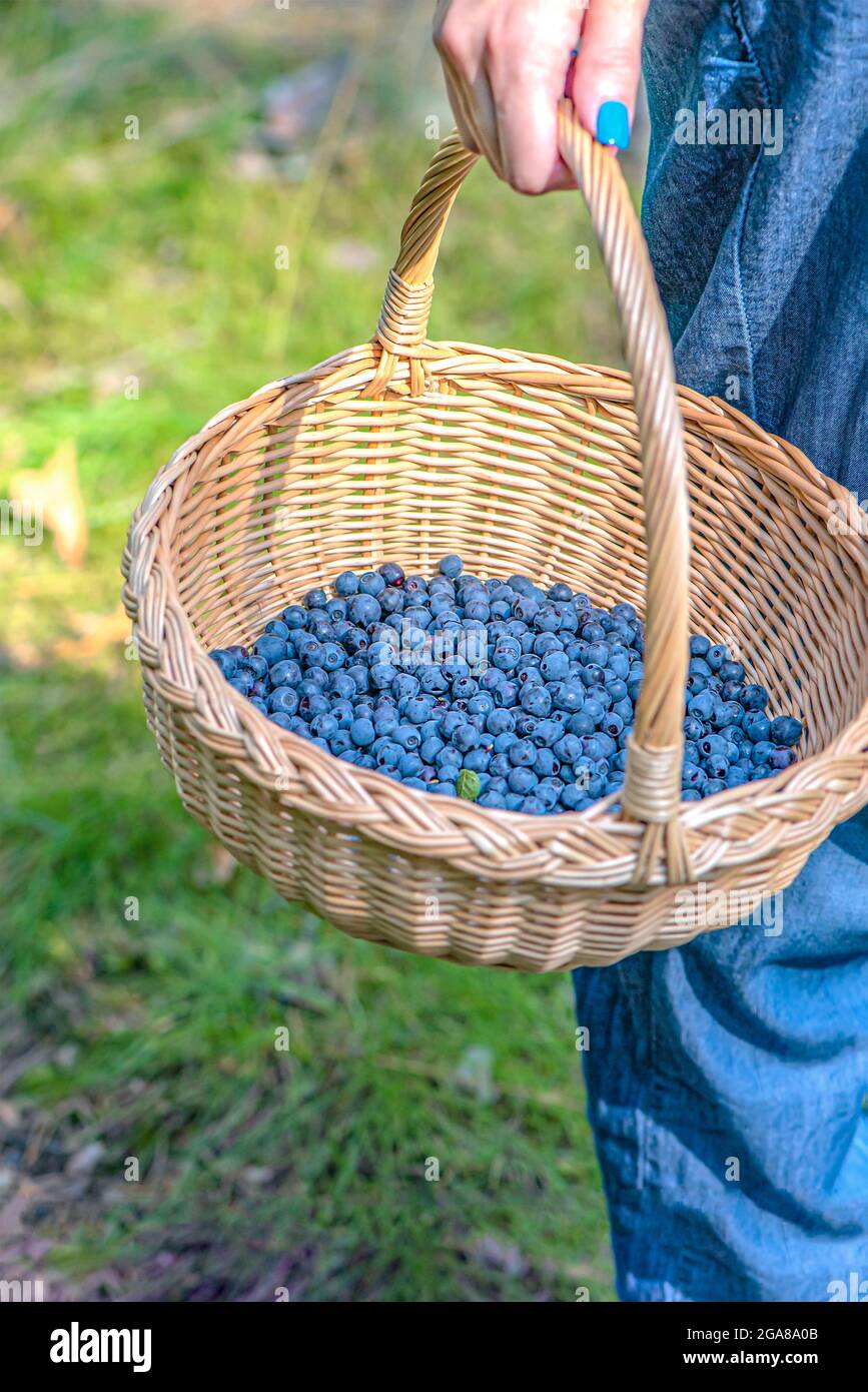 Collect in woods hi-res stock photography and images - Alamy