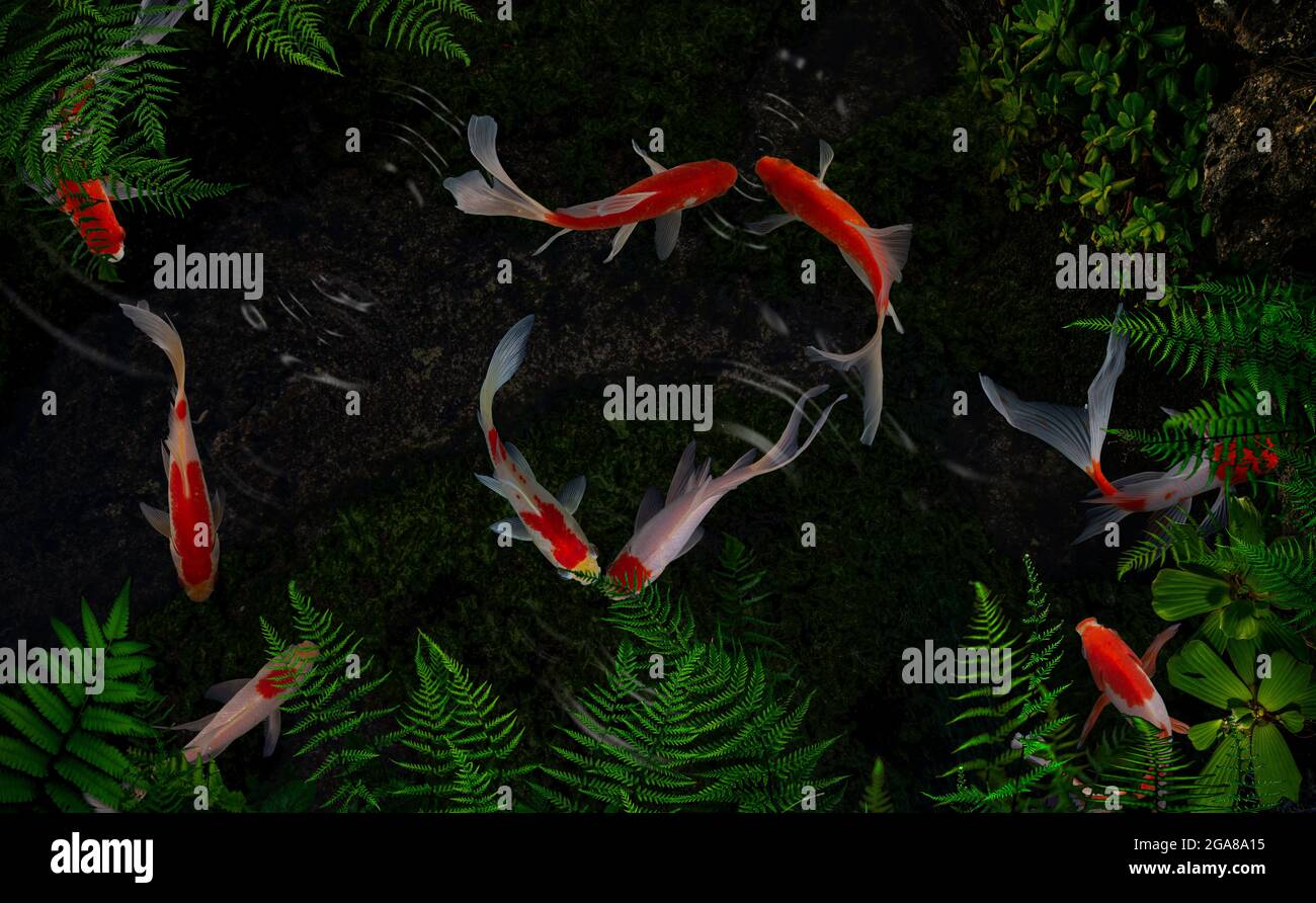 Koi fish in the lotus flower garden Stock Photo - Alamy