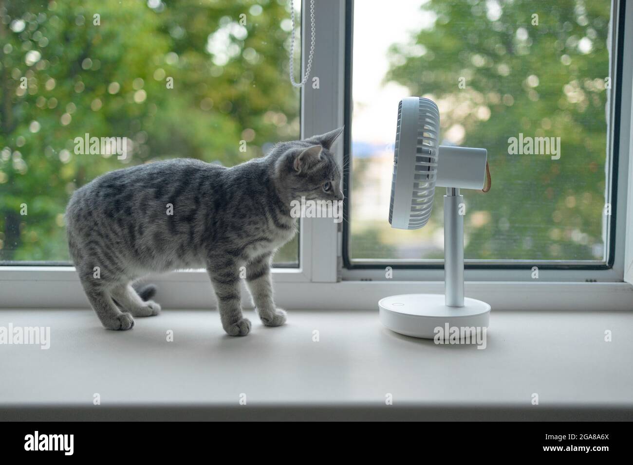 Cute fluffy cat enjoying air flow from modern portable electric fan on ...