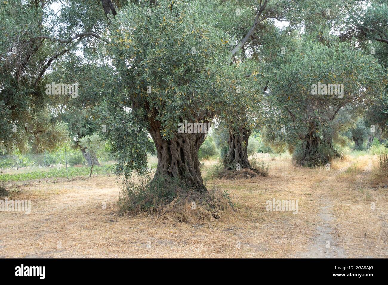 Mediterranean olive field with old olive tree in Monteprandone (Marche ...