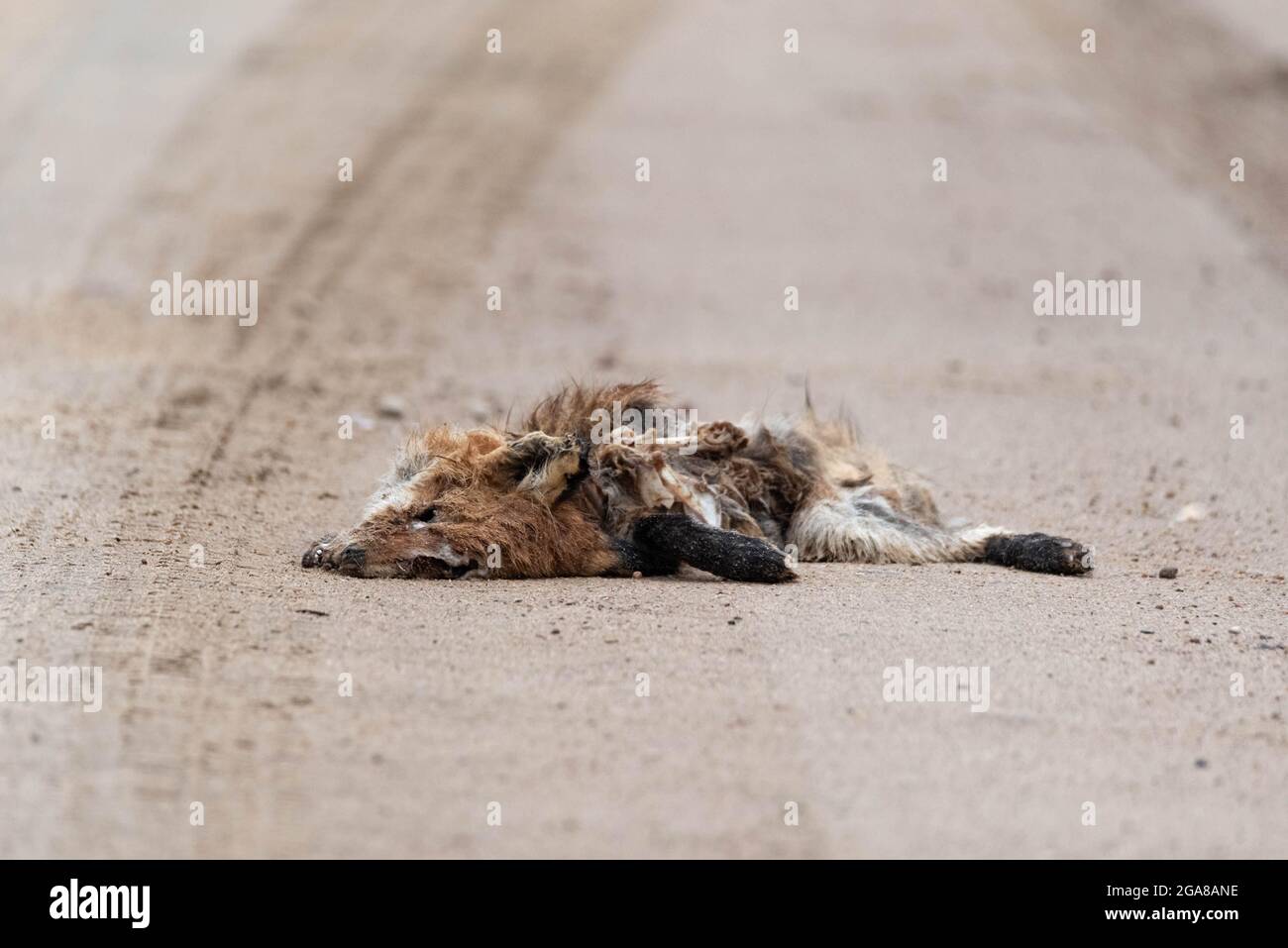 Fox carcass on a gravel road. Decaying bodies of a fox hit on a road ...