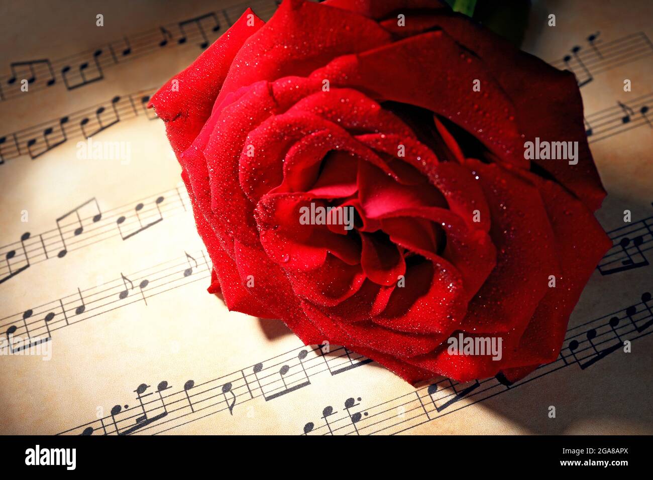 Beautiful red rose on music sheets, closeup Stock Photo - Alamy