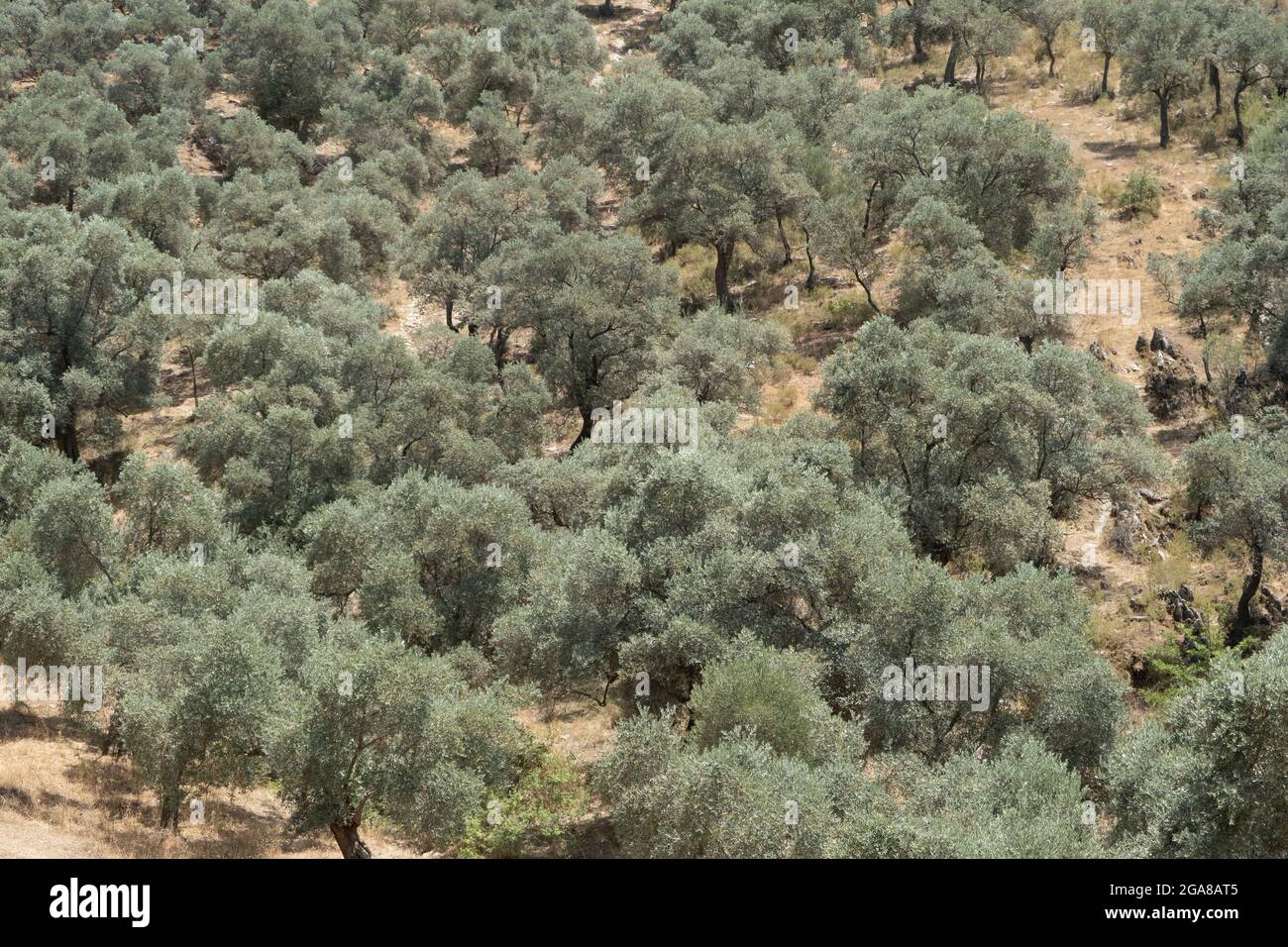 Mediterranean olive field with young olive tree in Monteprandone ...