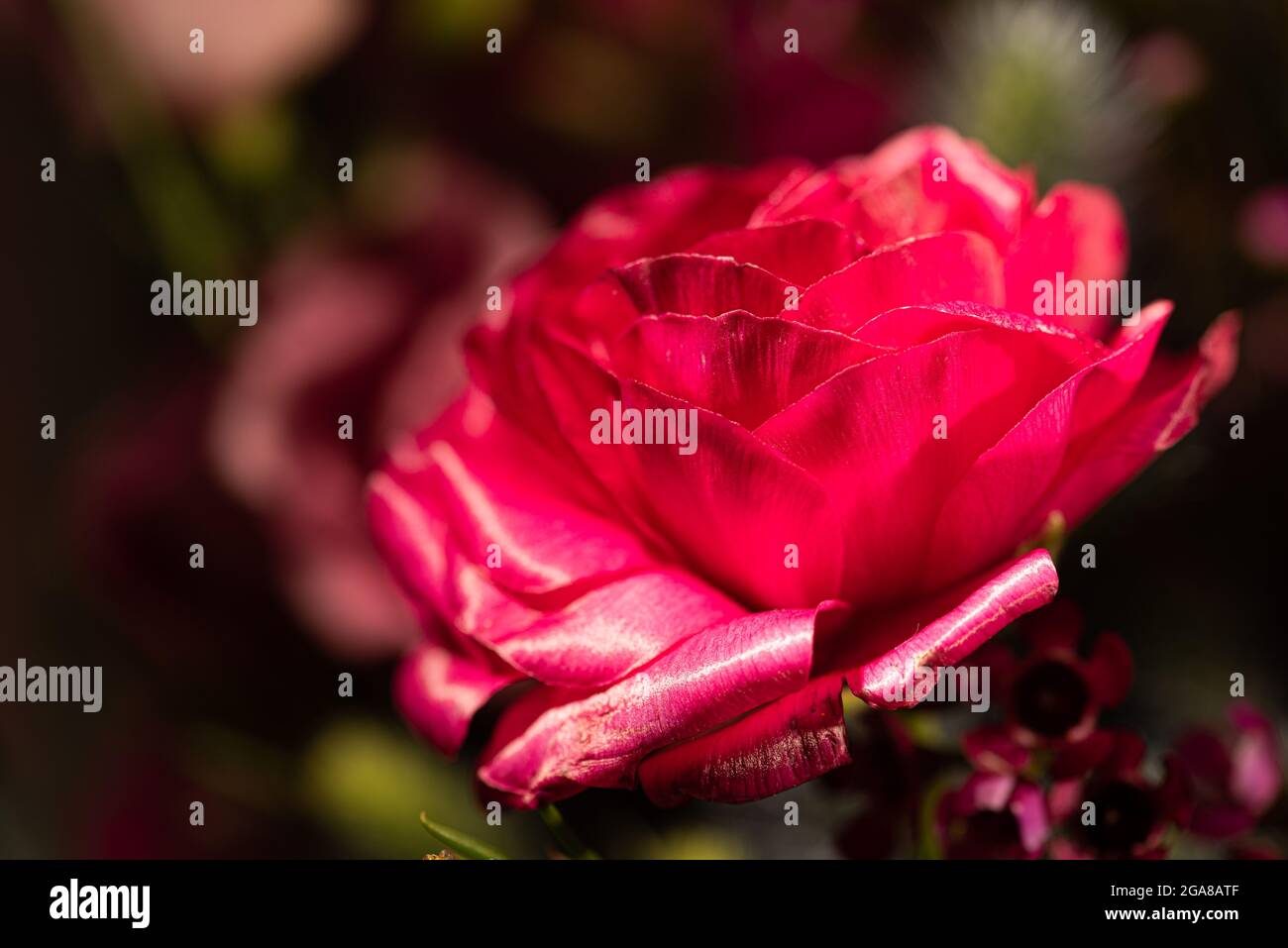Close up photo of a deep pink rose Stock Photo - Alamy