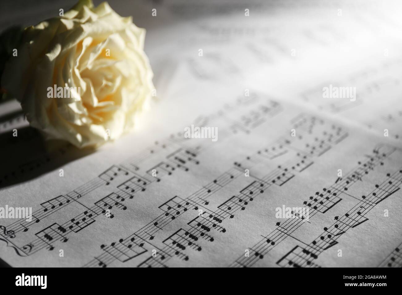 Beautiful rose on music sheets background Stock Photo - Alamy
