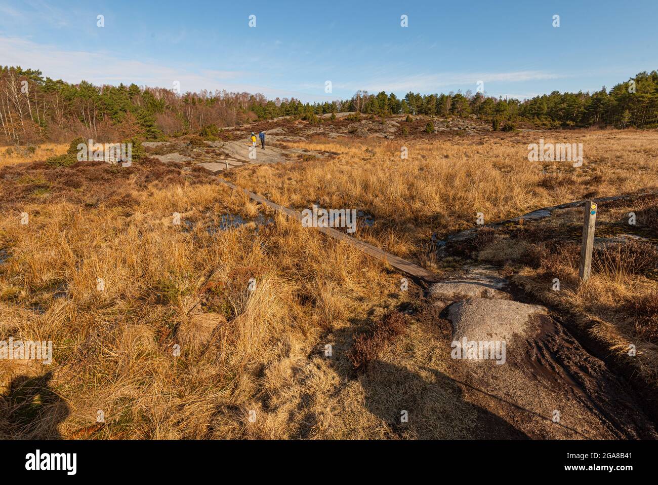 Boardwalk path crossing a bog Stock Photo - Alamy