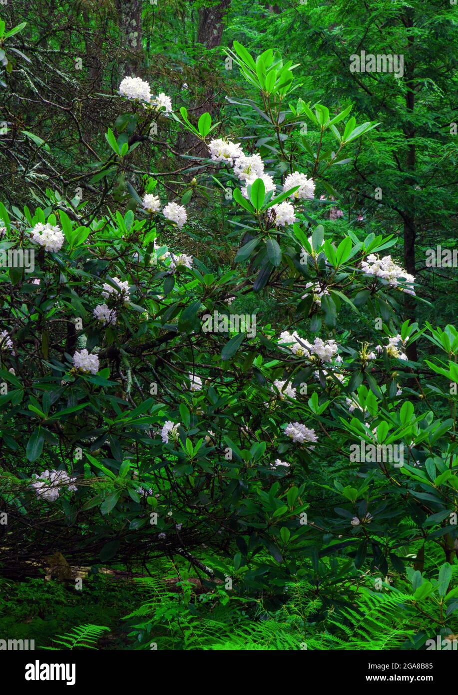 Rhododendron, Rhododendron maximum, also known as Great Laurel and ...