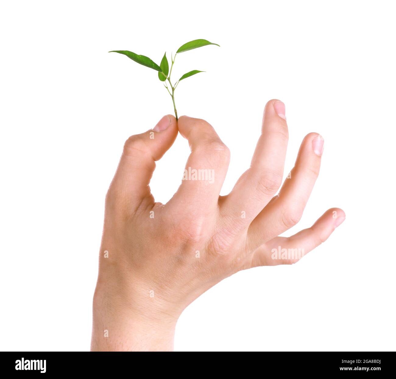 Male hand with green plant isolated on white Stock Photo - Alamy