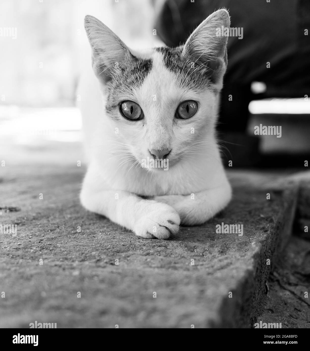 Indian street cats Black and White Stock Photos & Images - Alamy