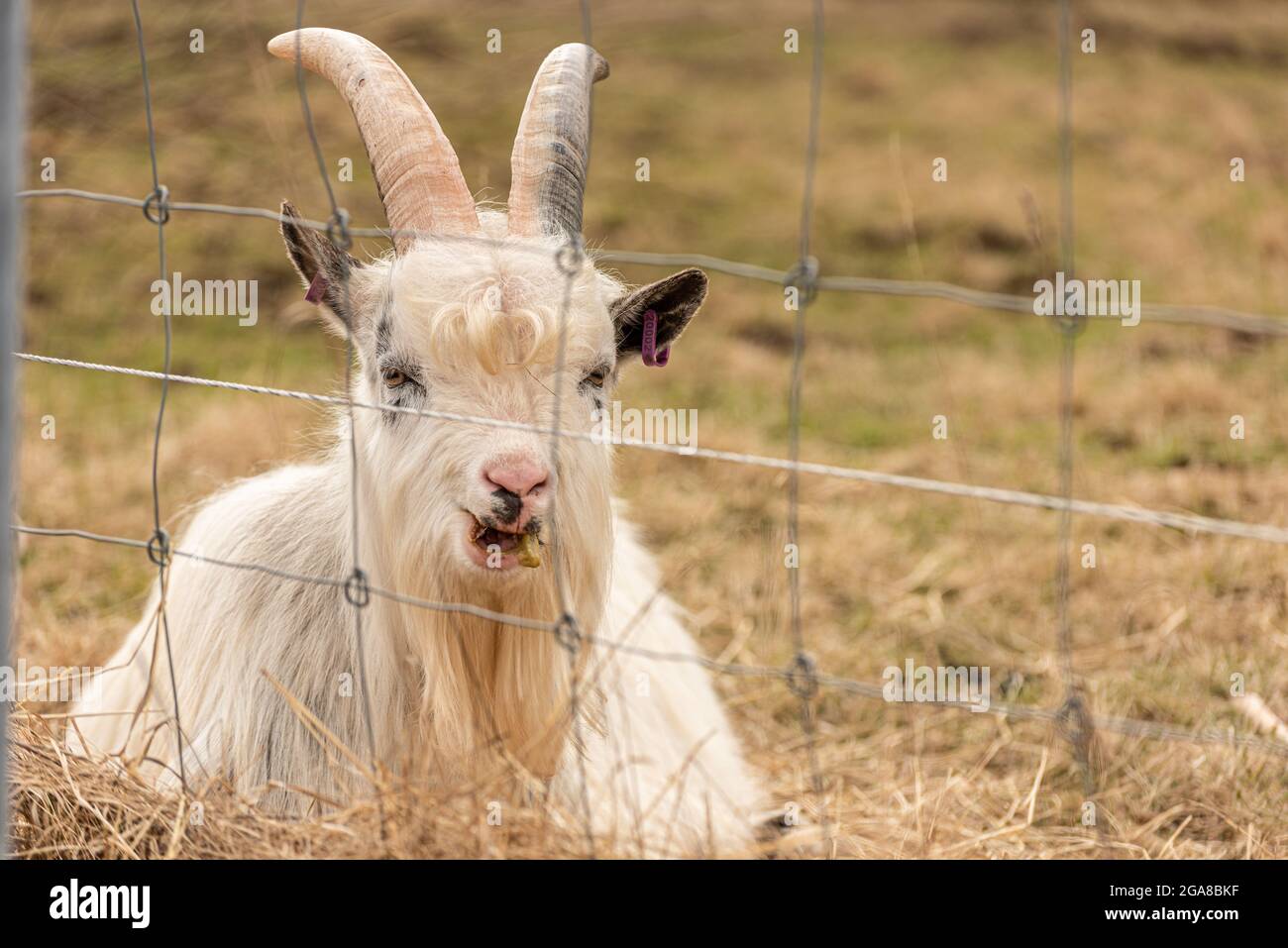 Hairy goat chewing grass behind a fence Stock Photo - Alamy