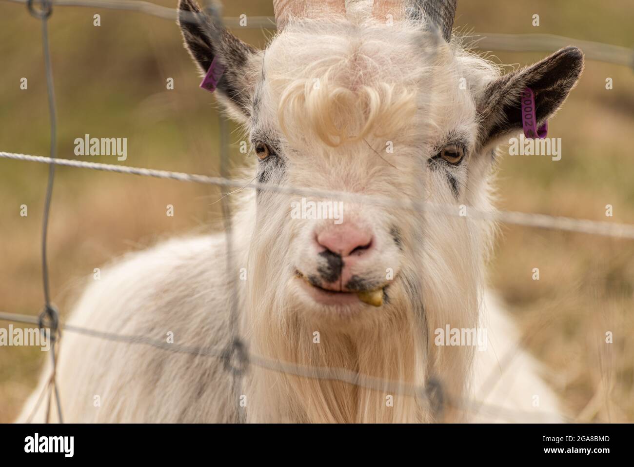Hairy goat chewing grass behind a fence Stock Photo - Alamy