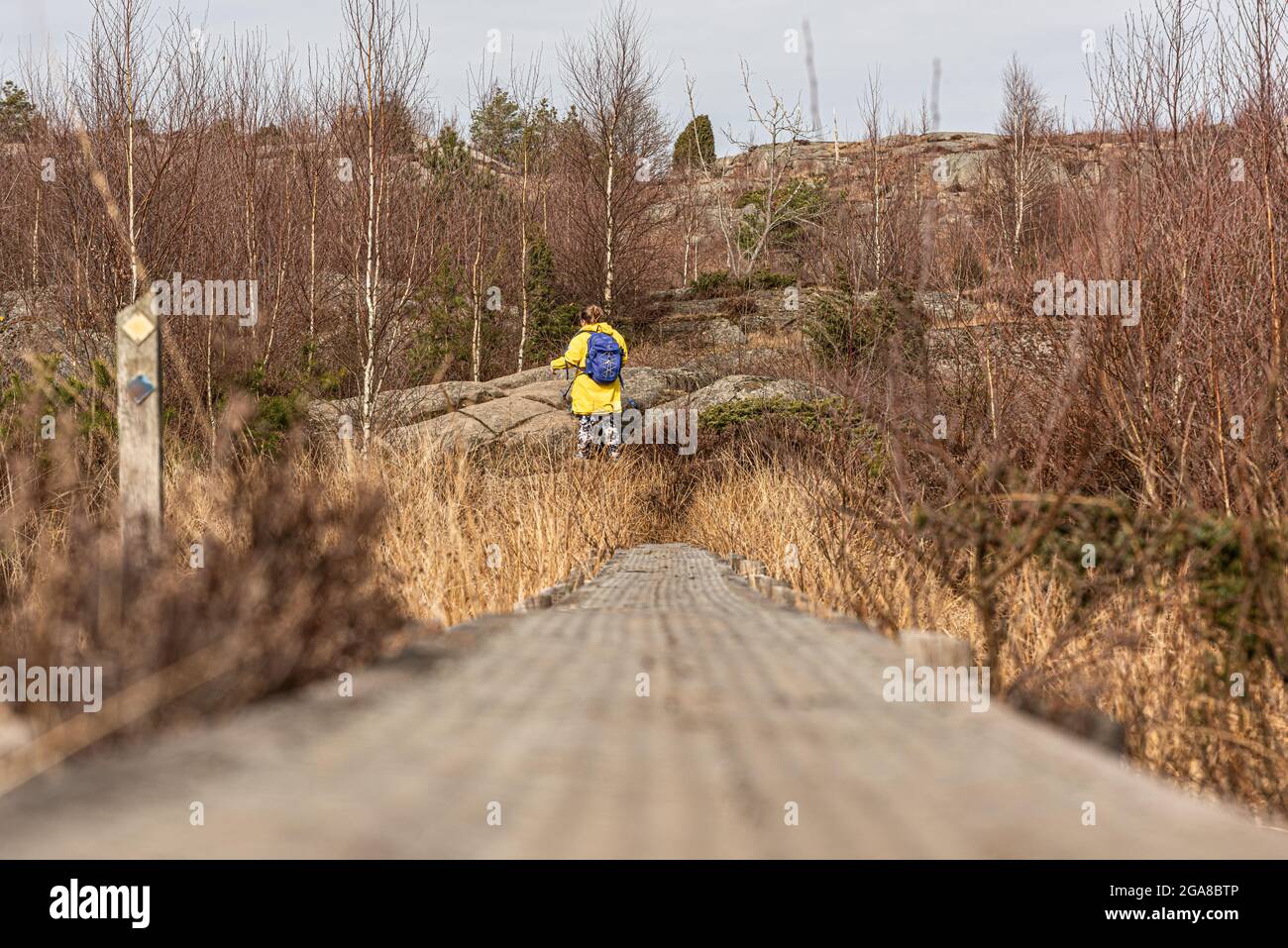 Boardwalk path crossing a bog Stock Photo - Alamy