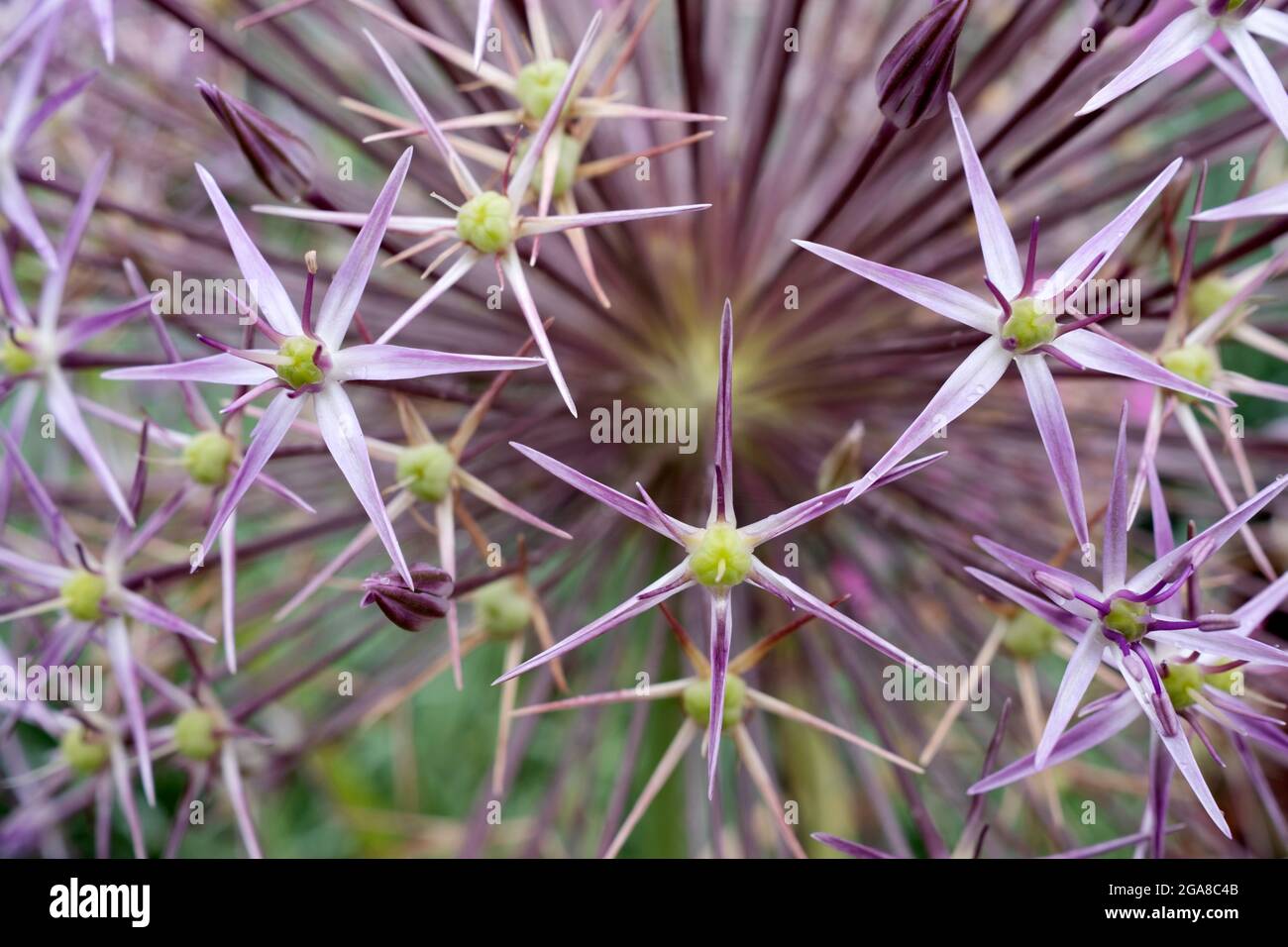 Allium schubertii, commonly called Tumbleweed Onion, a display of rose ...