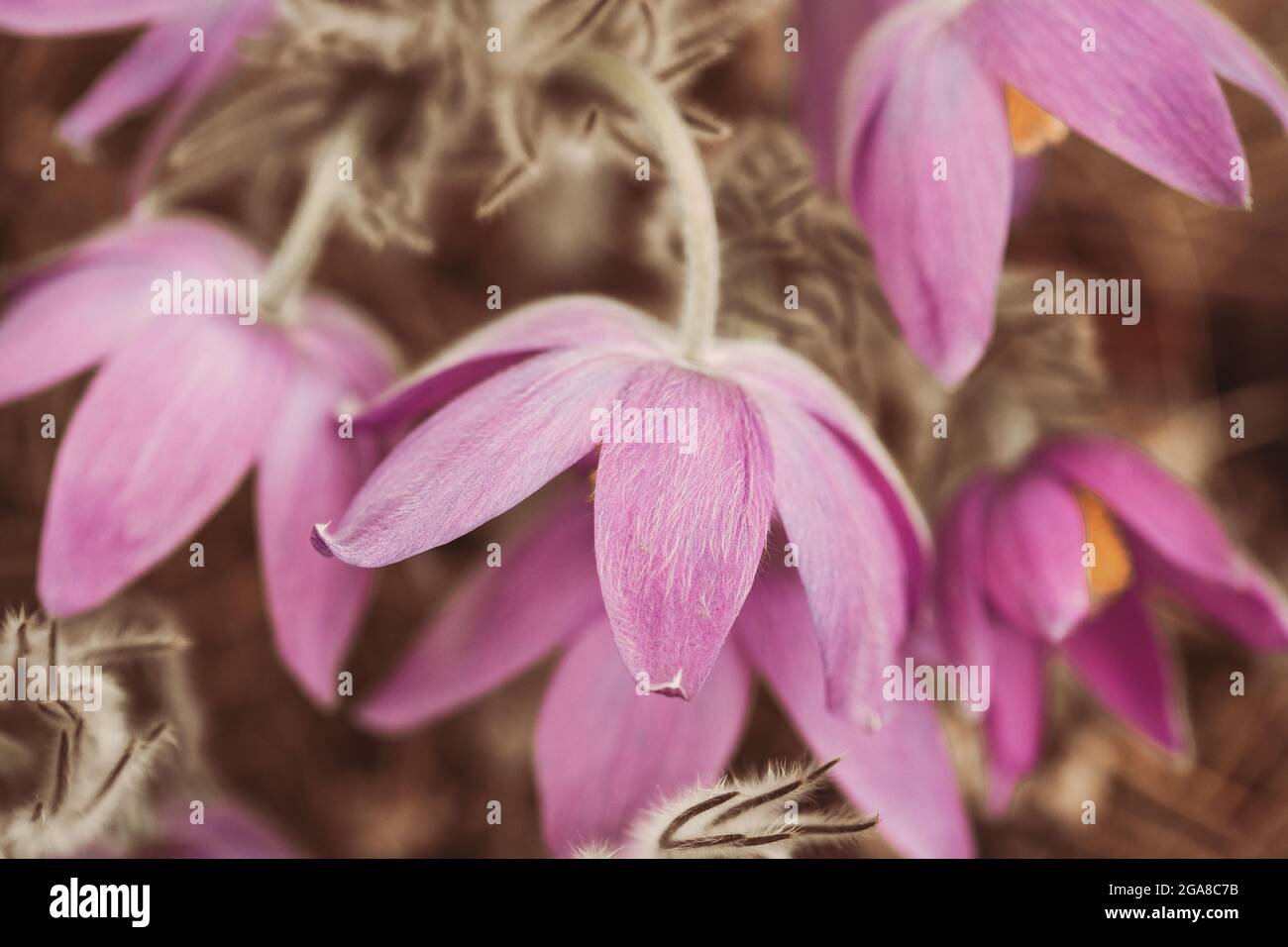 Beautiful pink meadow flowers hi-res stock photography and images - Alamy
