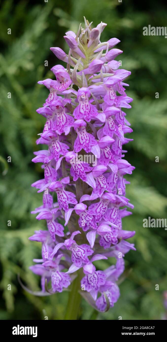 Dactylorhiza majalis, the broad-leaved marsh orchid flower Stock Photo - Alamy
