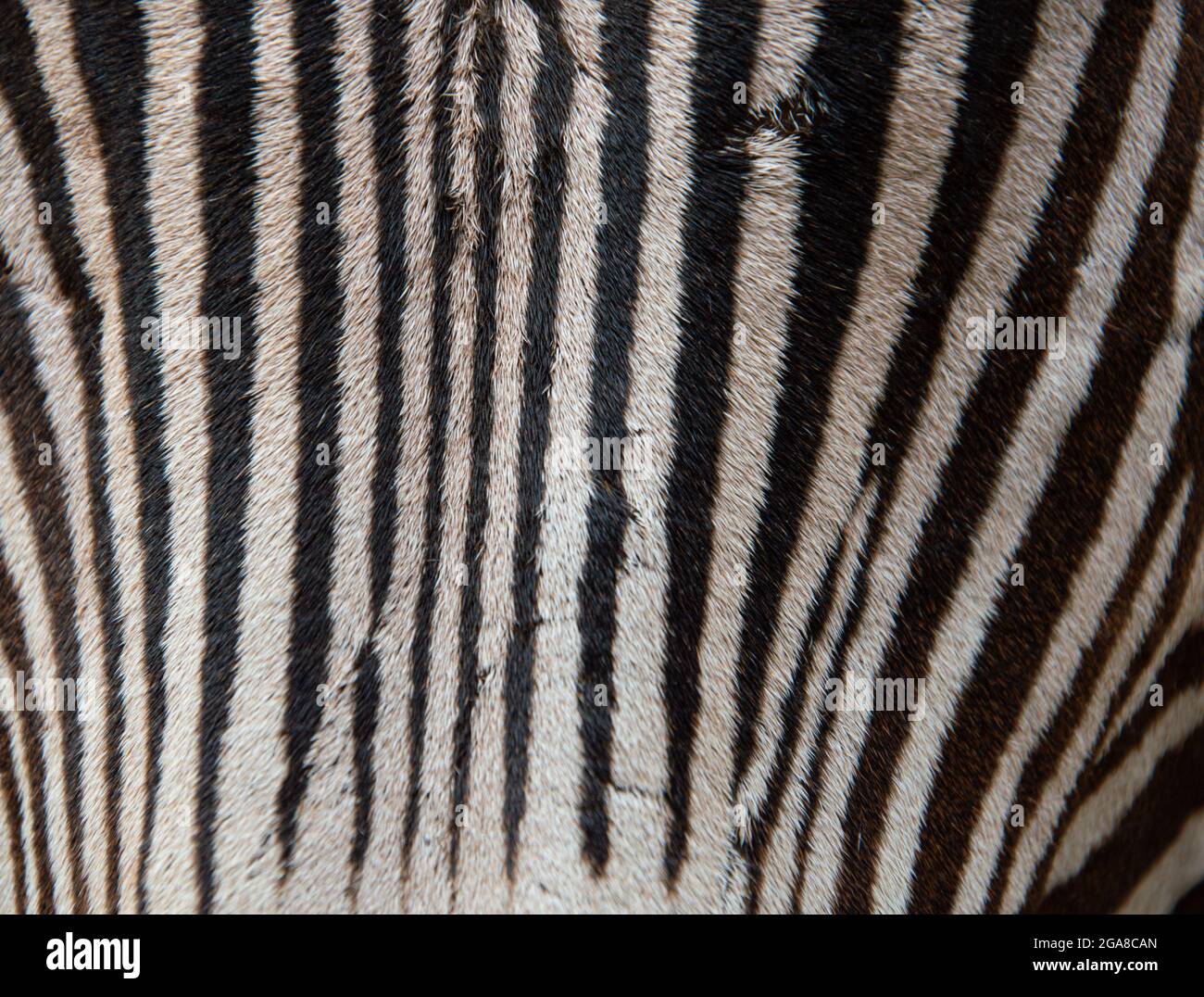 Closeup shot of striped white and black skin of zebra-for wallpaper or ...