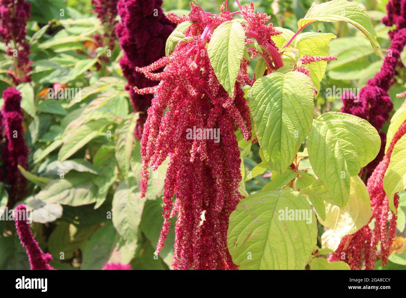 a field of amaranth Stock Photo - Alamy