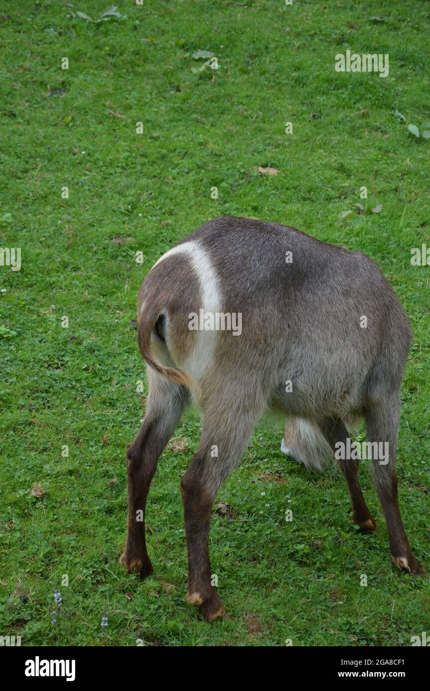 Back view of a cute animal standing on the grass and grazing Stock ...