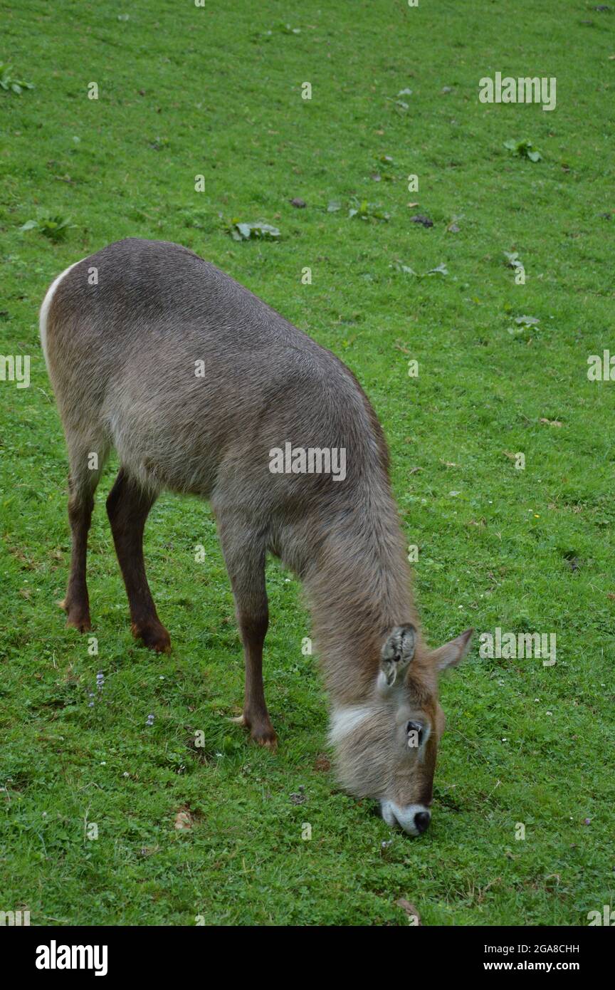 Dear zoo hi-res stock photography and images - Alamy