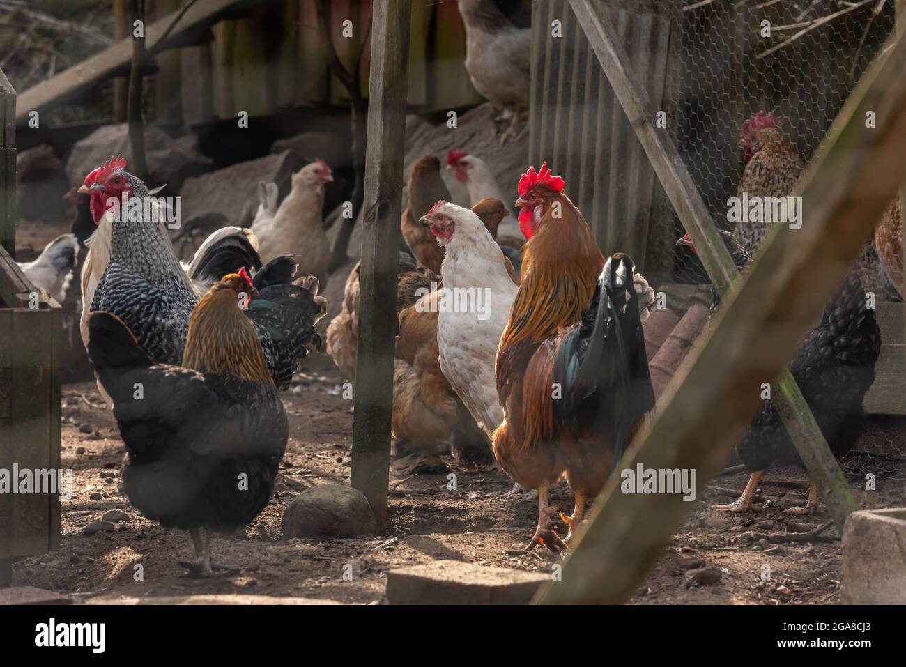 Happy hens in a pen Stock Photo - Alamy