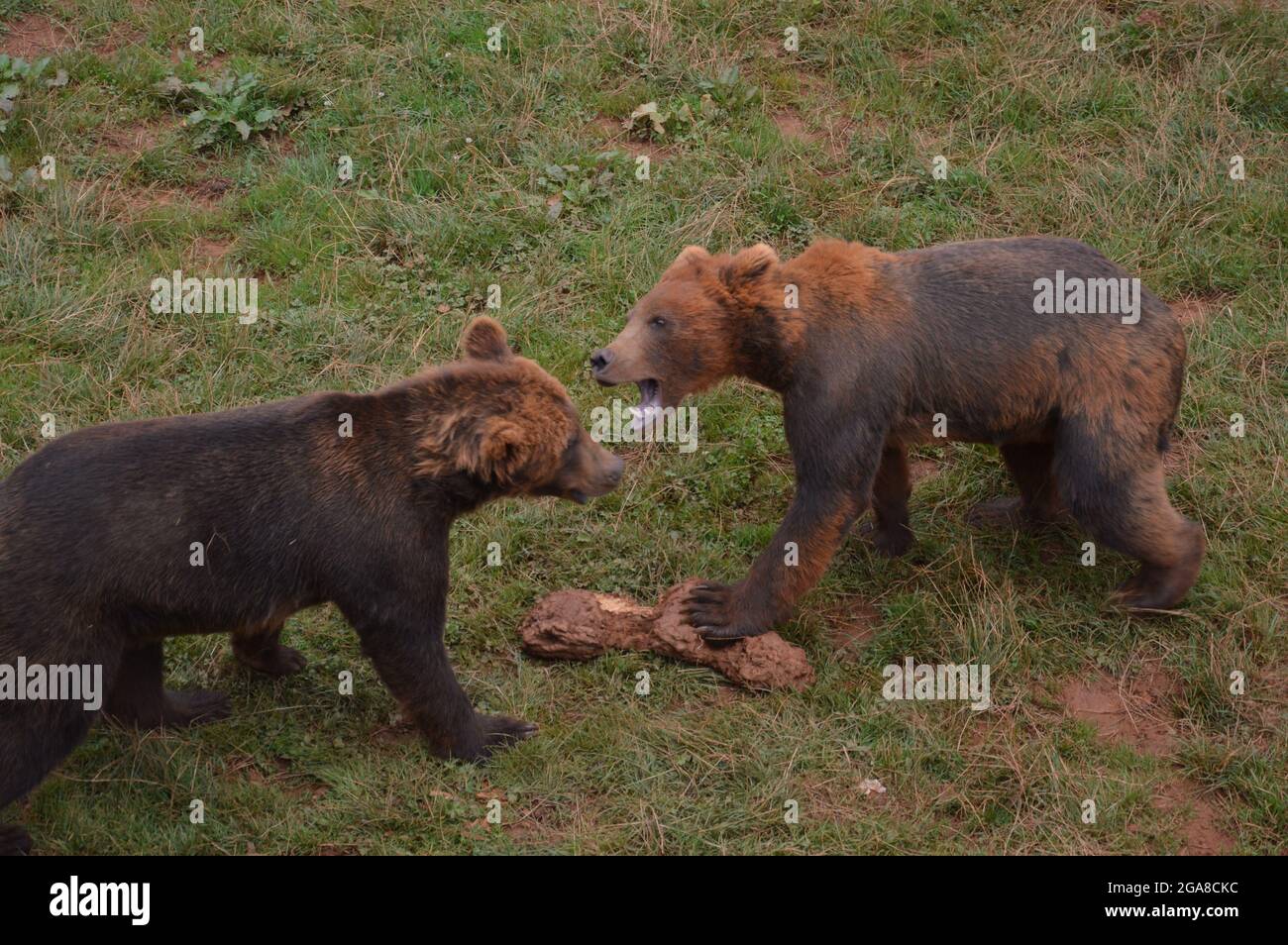 High angle shot of a scene of two bears playing with each other on the ...