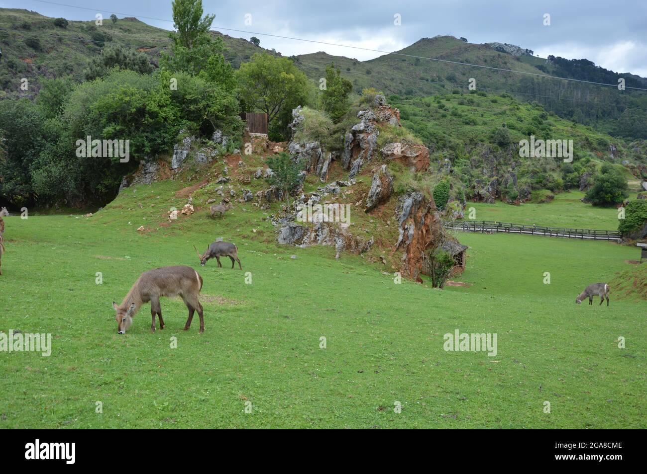 Beautiful scene of grazing animals on the green field with rocks and ...