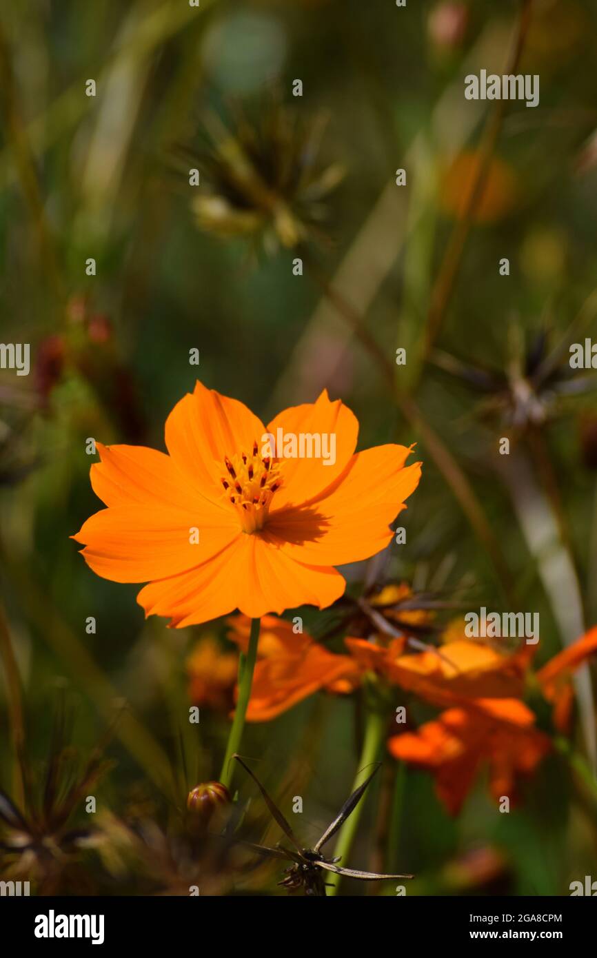 a rare Flower - the orange Cosmos Stock Photo - Alamy