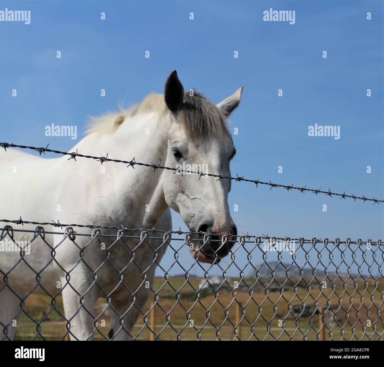 Content horse hi-res stock photography and images - Alamy