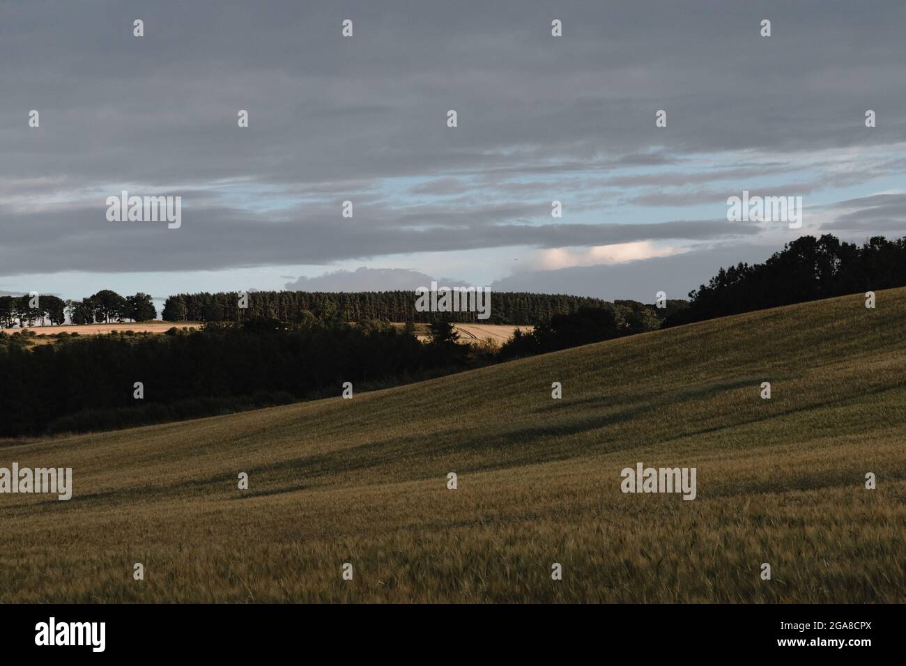 Beautiful rolling fields in a summer evening Stock Photo - Alamy
