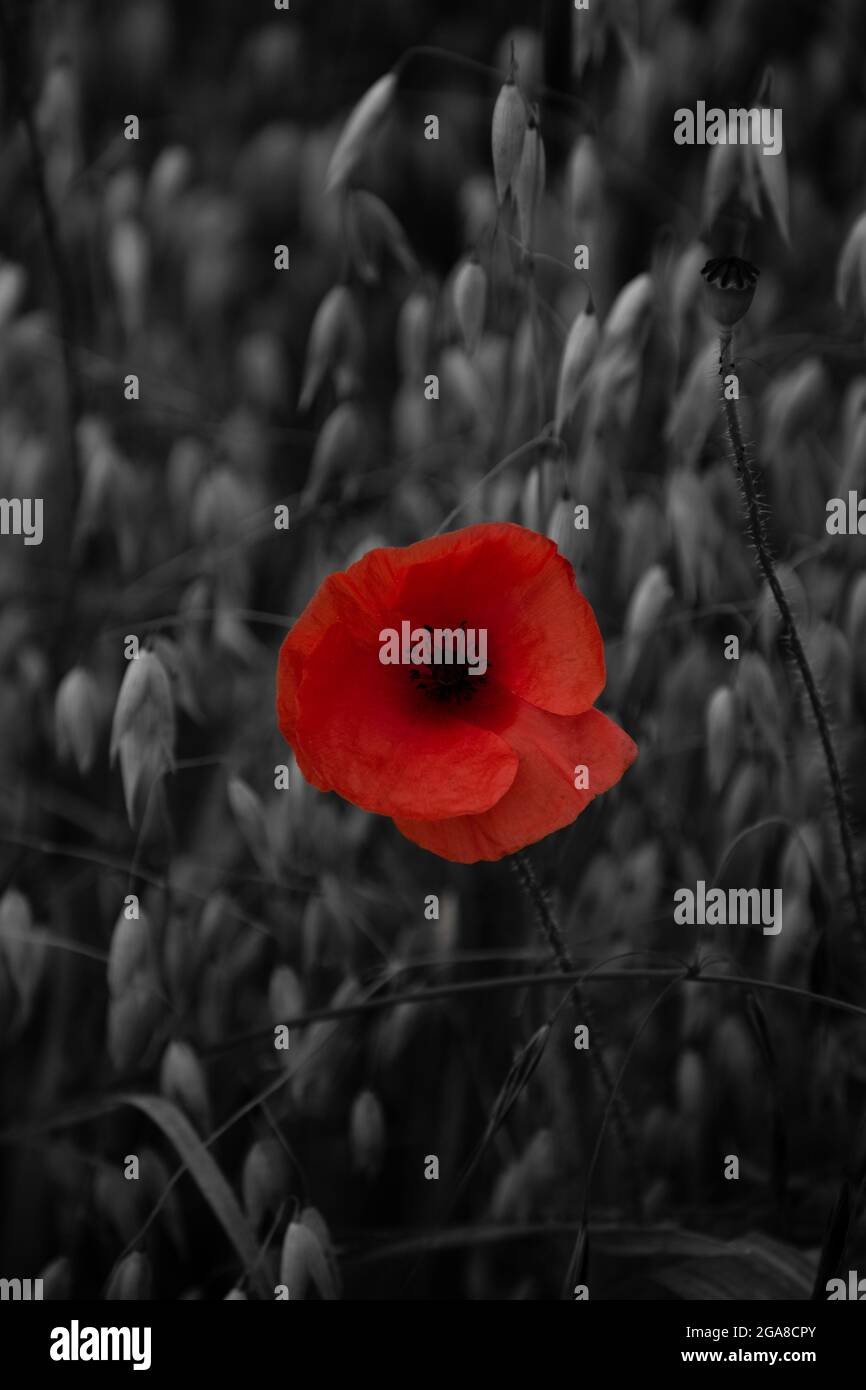 Poppy 4k hi-res stock photography and images - Alamy